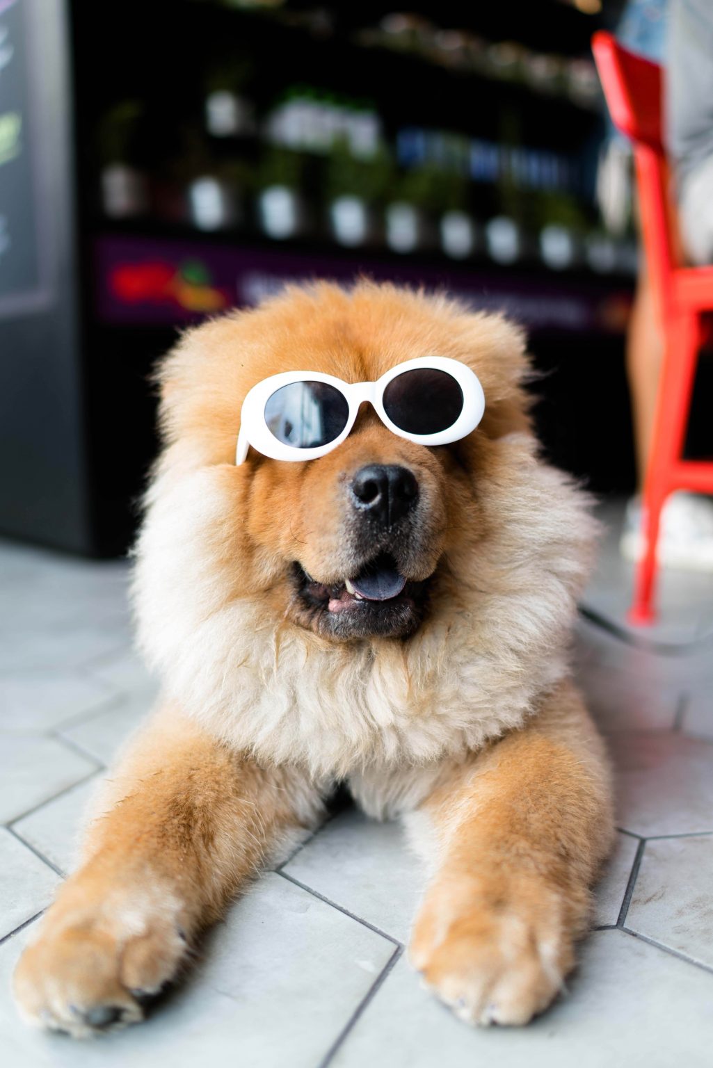 10 Signs Your Dog Truly Likes You Avatoon